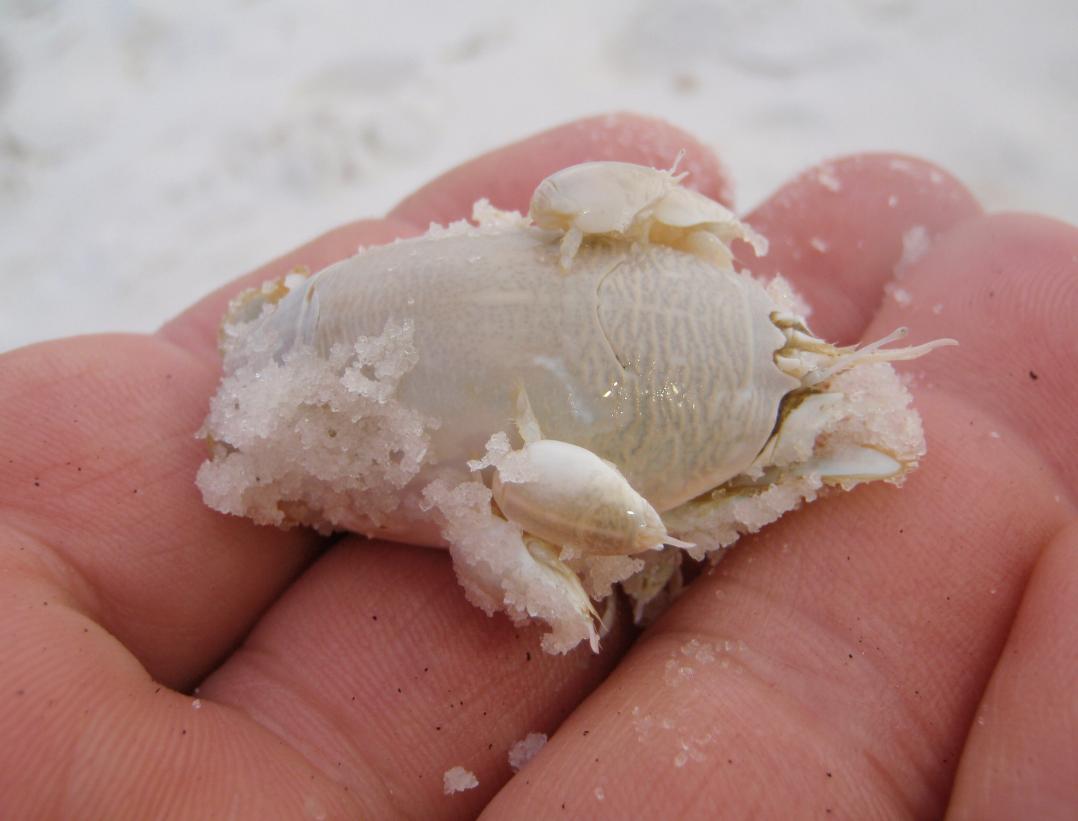 Sand Fleas (Mole Crabs or Sand Crabs) Prime surf fishing bait